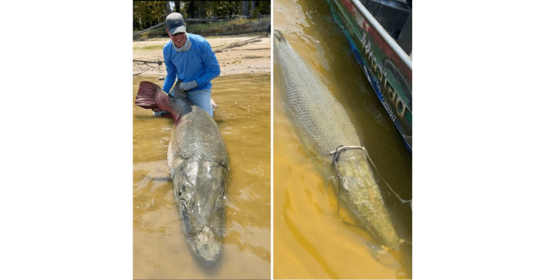 Remember This Massive Texas Alligator Gar? - Wide Open Spaces