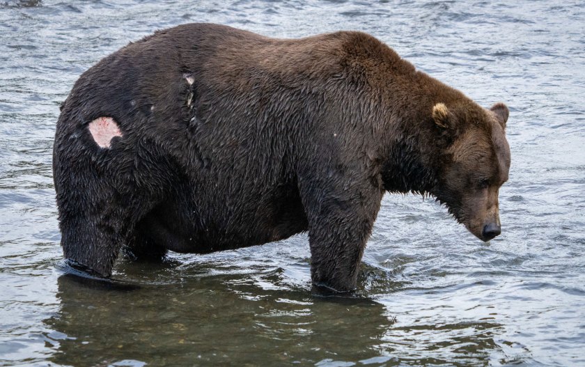 Fat Bear Week 2023: Bears at Katmai National Park, How to Vote