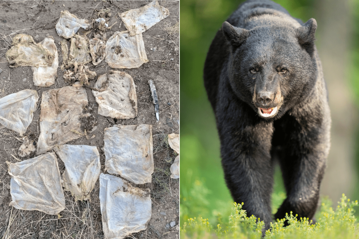 Sick Bear Euthanized in Colorado, Intestines Blocked by Trash