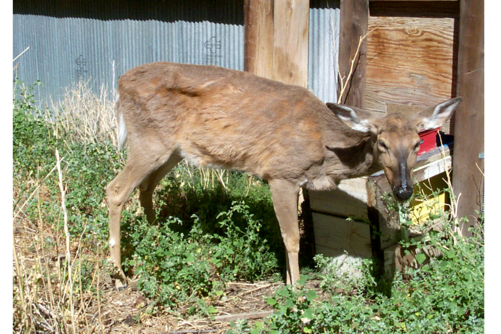 What You Need to Know About “Zombie Deer Disease” a.k.a. CWD