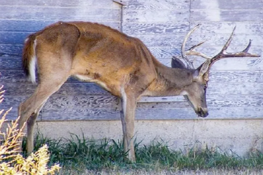 What You Need to Know About “Zombie Deer Disease” a.k.a. CWD