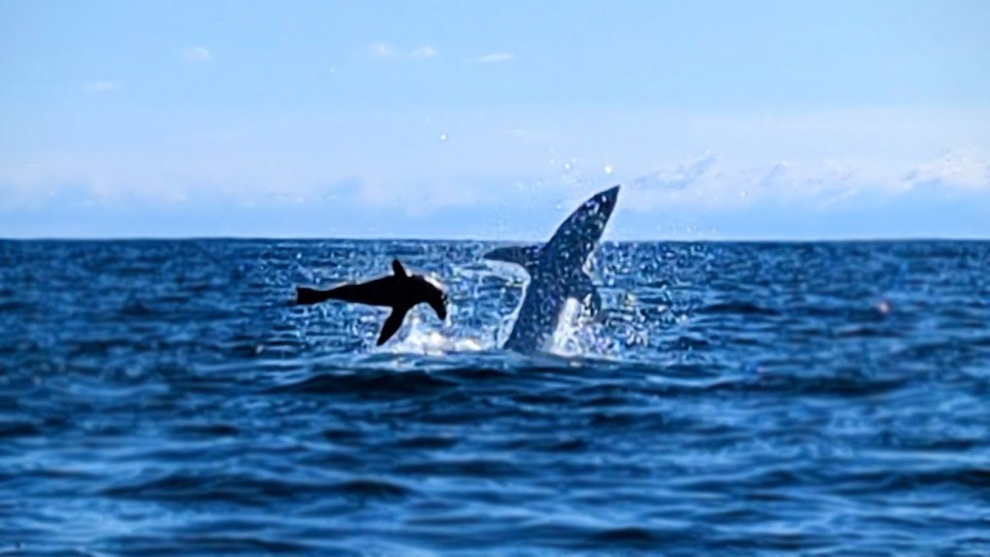 Seals Gang Up to Drive a Great White Shark From Their Territory