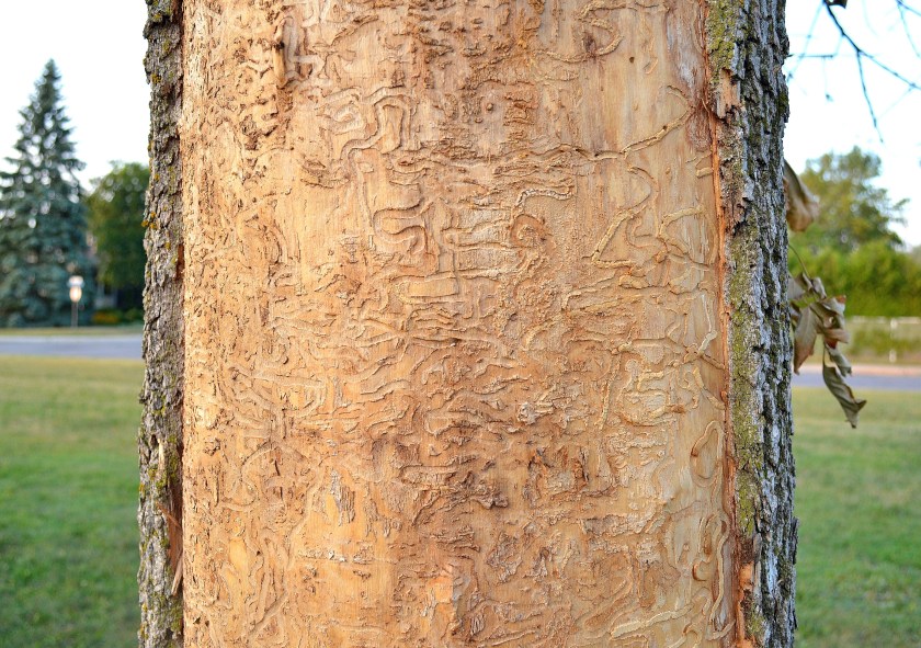 Emerald Ash Borers Put Hunters at Risk, Says Wisconsin DNR