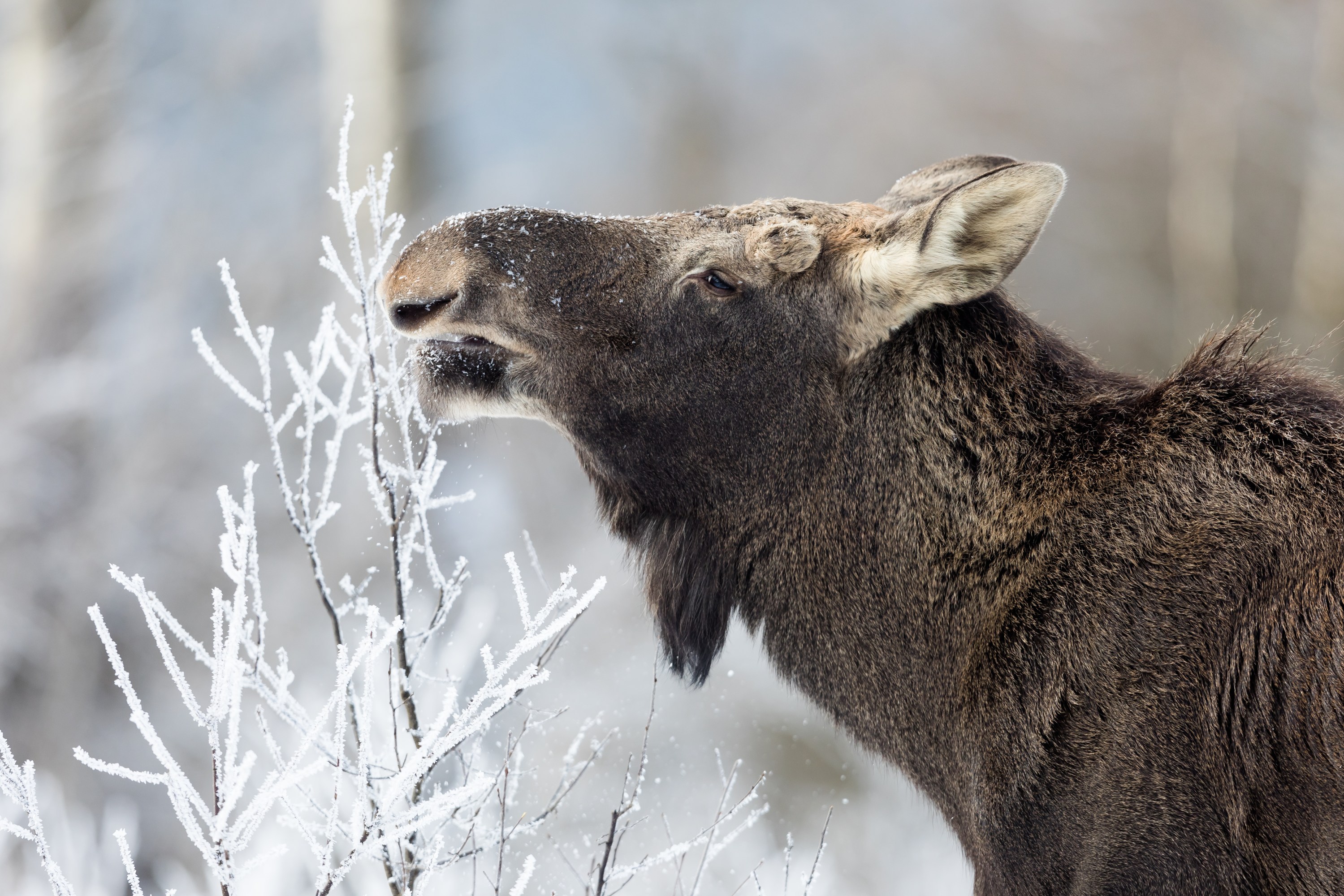 Are Moose Dangerous? What to Know to Avoid a Close Encounter