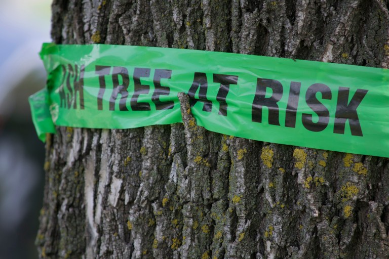 Emerald Ash Borers Put Hunters at Risk, Says Wisconsin DNR