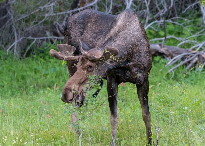 Are Moose Dangerous? What to Know to Avoid a Close Encounter