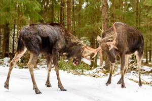 Are Moose Dangerous? What to Know to Avoid a Close Encounter
