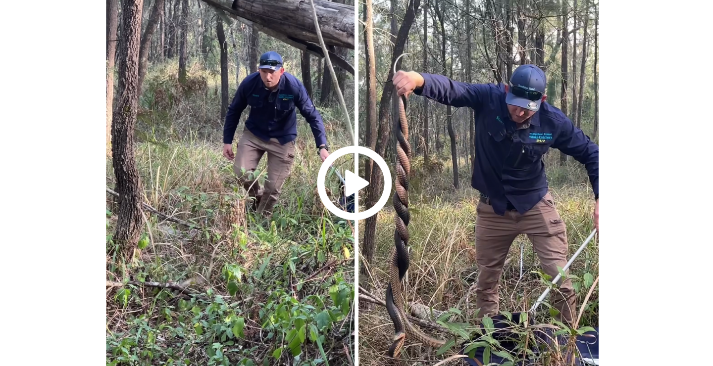 Man Grabs 2 Huge Venomous Snakes With Bare Hands