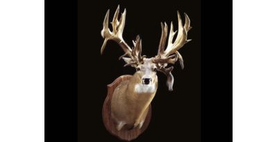 The Biggest World-Record Whitetail Deers in History