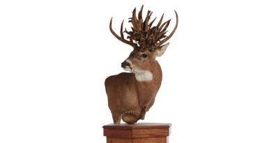 The Biggest World-Record Whitetail Deers in History