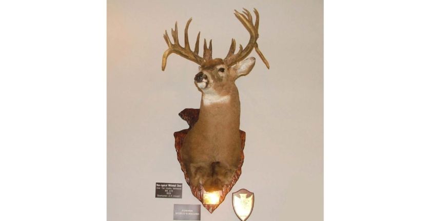 The Biggest World-Record Whitetail Deers in History