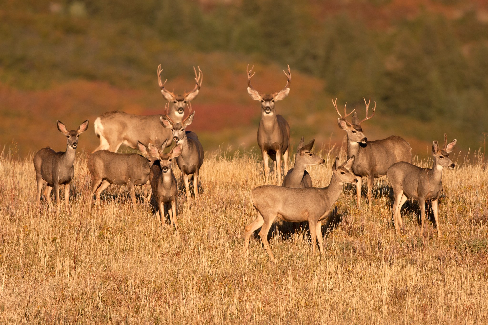 Hunting Mule Deer Out Of State: A Definitive Hunting Guide