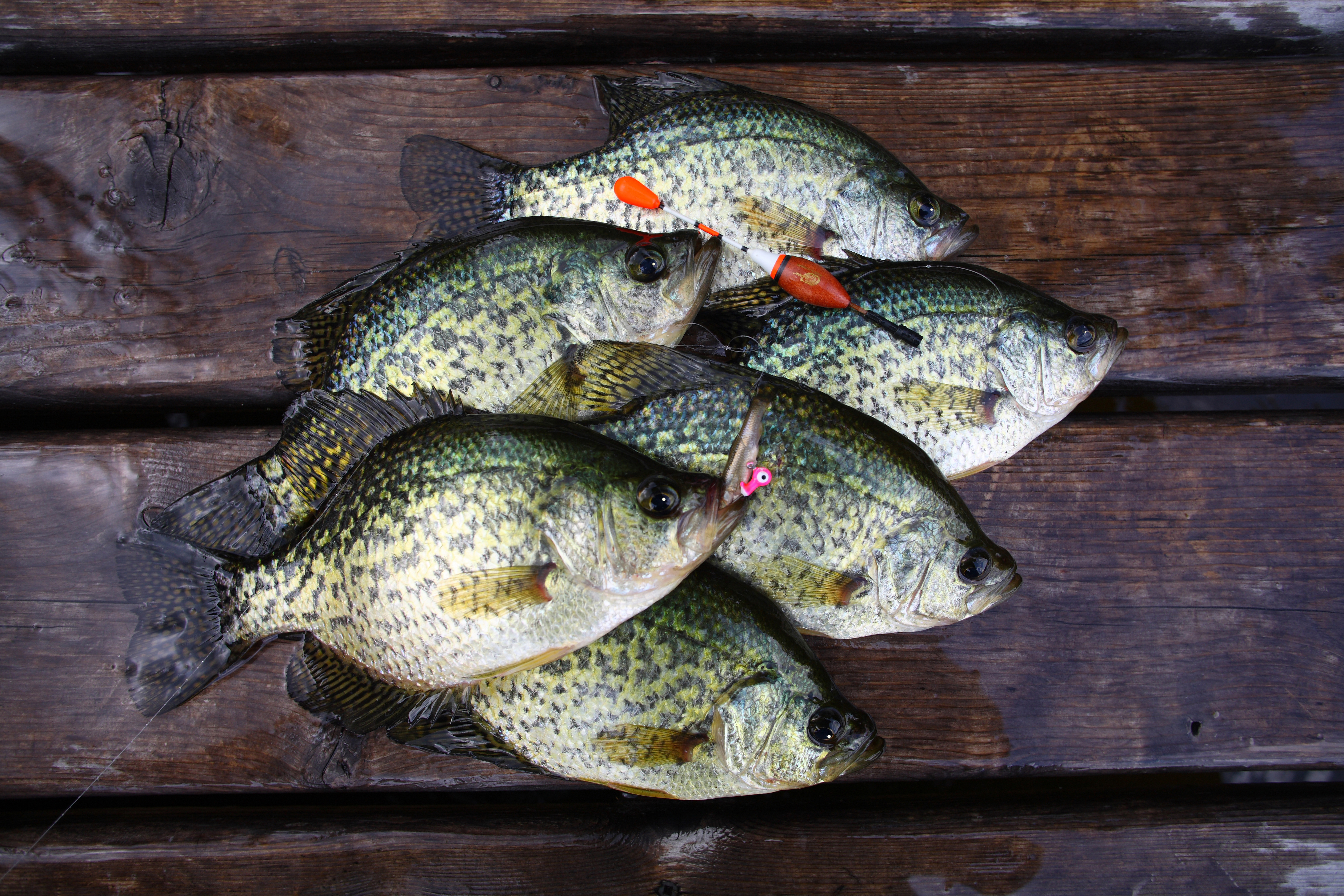 How to Fish For (and Catch!) Crappie, from a Seasoned Angler