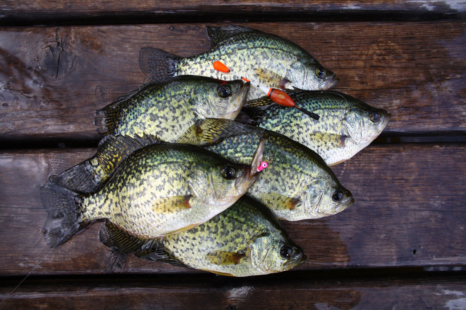 How to Fish For (and Catch!) Crappie, from a Seasoned Angler