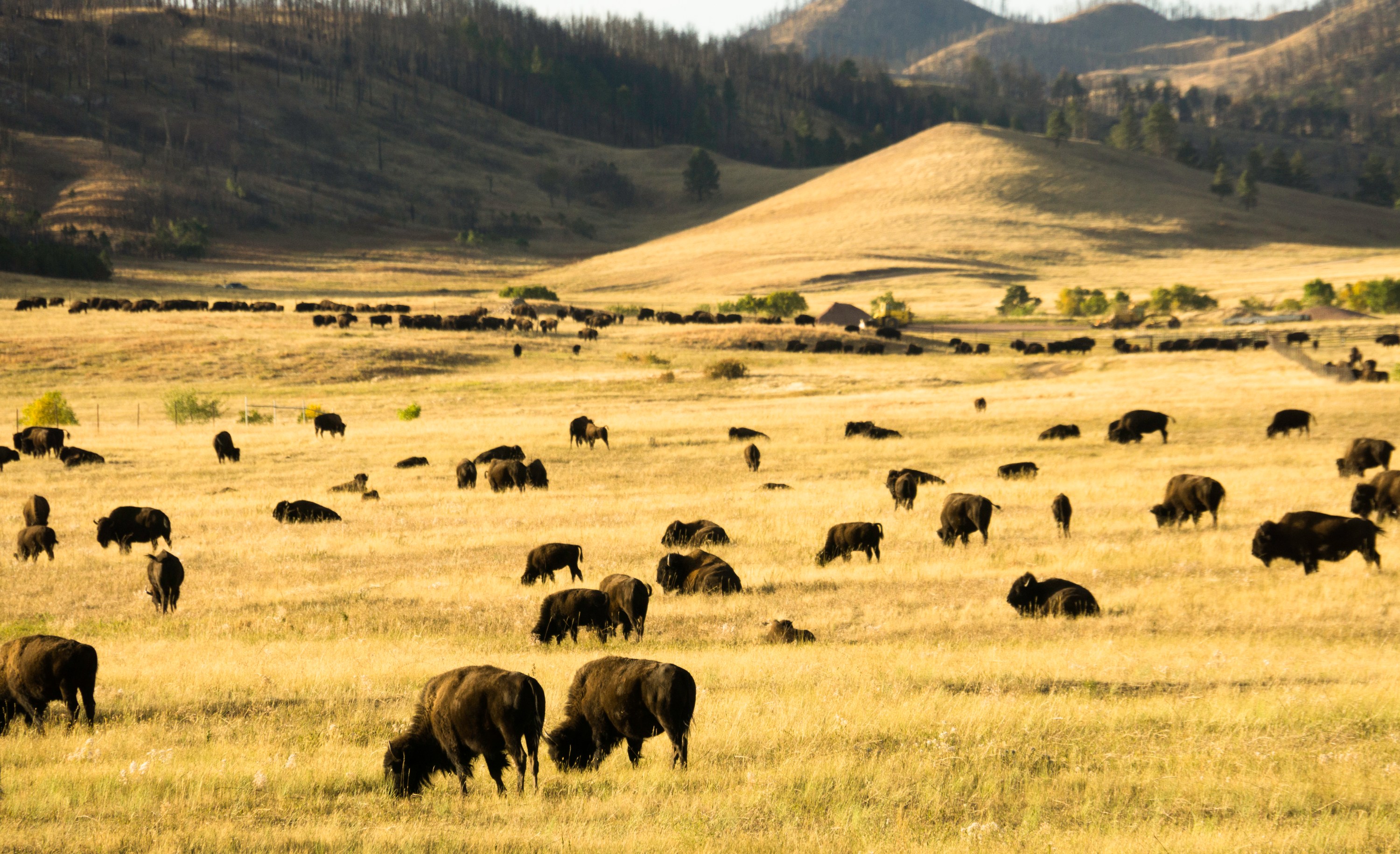American Bison, How The Army Nearly Wiped Them Out