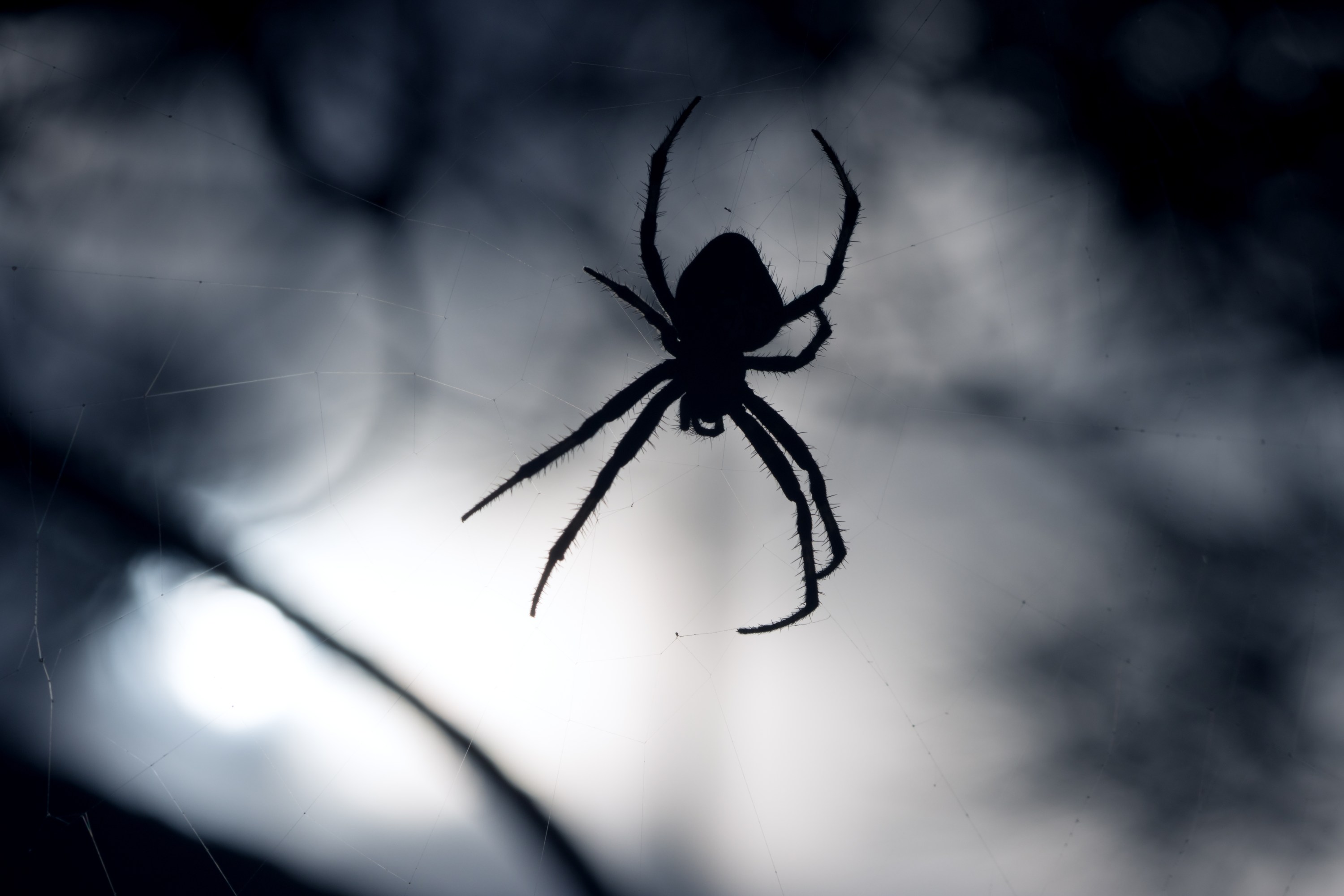 Watch as Hundreds of Spiders Cover a Tent in Alaskan Forest - Wide Open ...