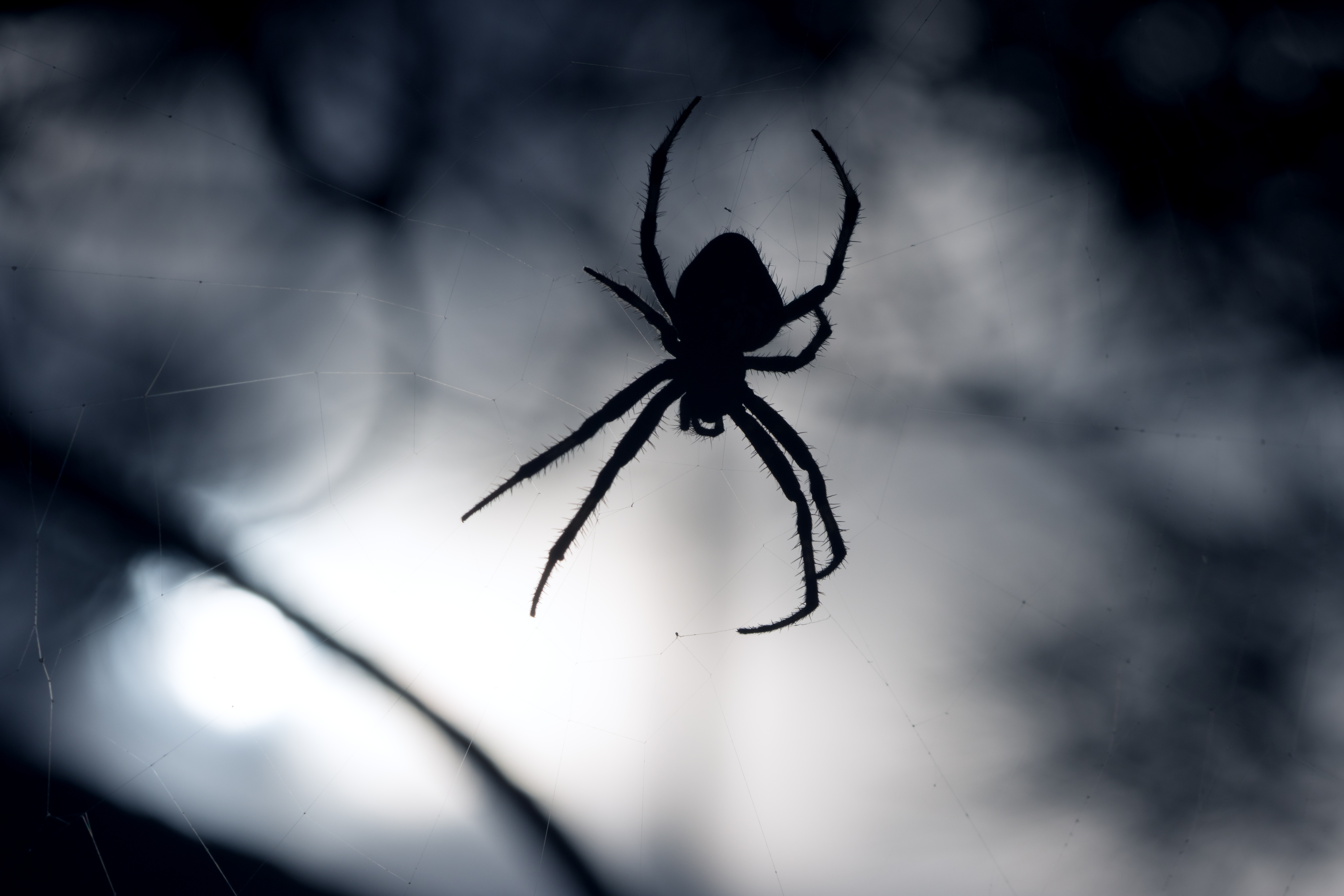 Watch as Hundreds of Spiders Cover a Tent in Alaskan Forest - Wide Open ...