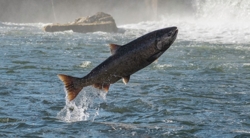 Salmon Fishery Disasters Declared Across the United States