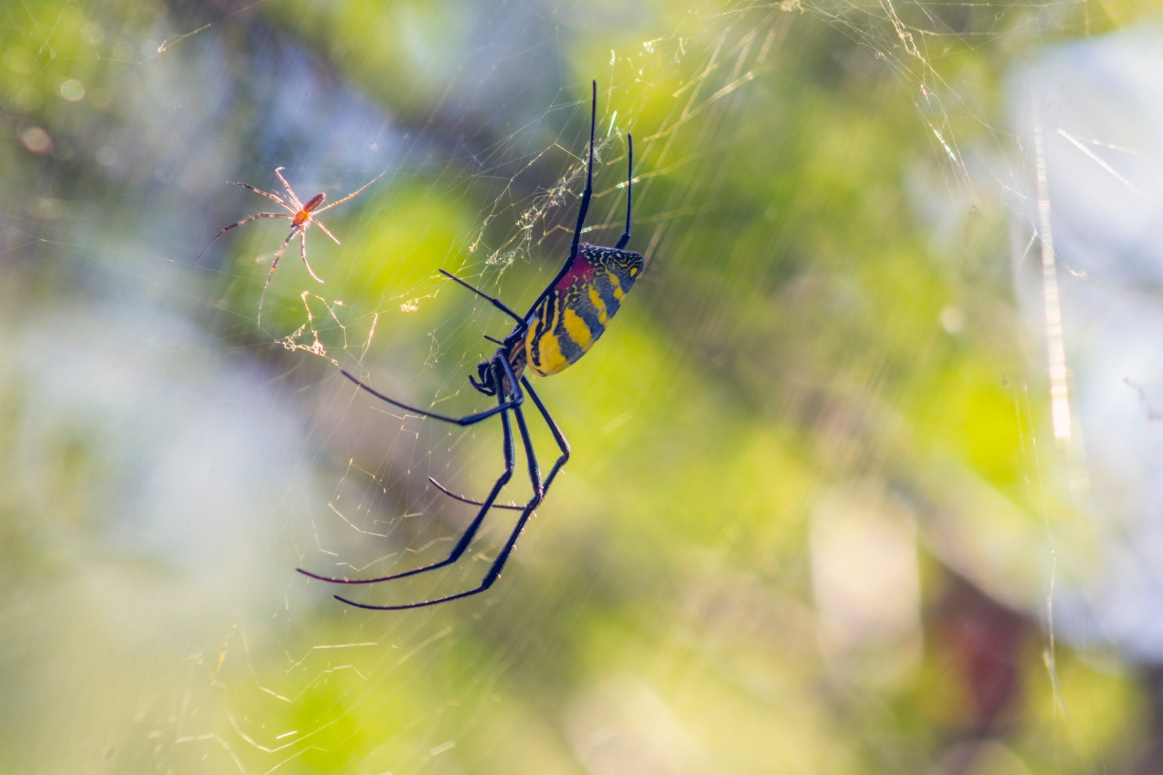 Huge, Parachuting Spiders Are Invading the East Coast, New Study Says ...