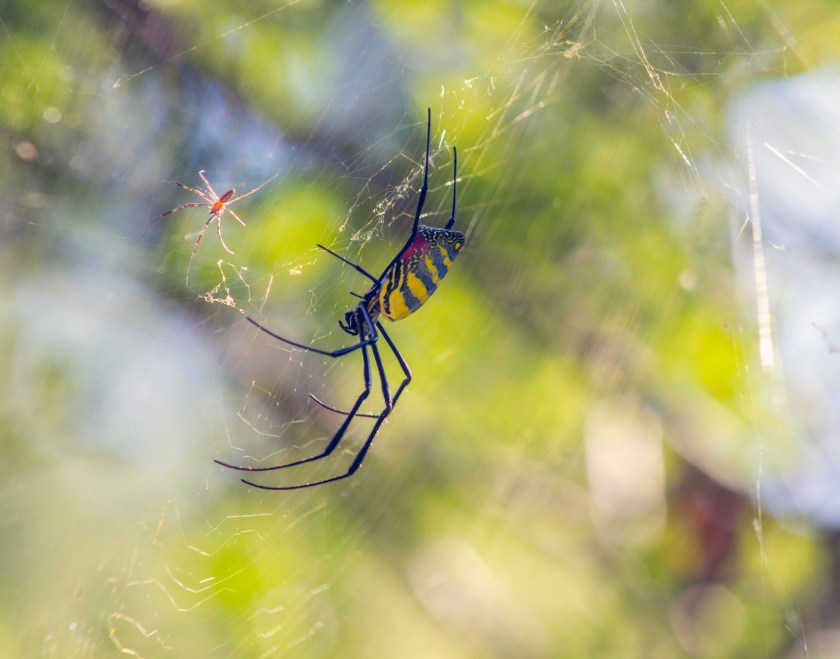 Huge, Parachuting Spiders Are Invading the East Coast, New Study Says ...