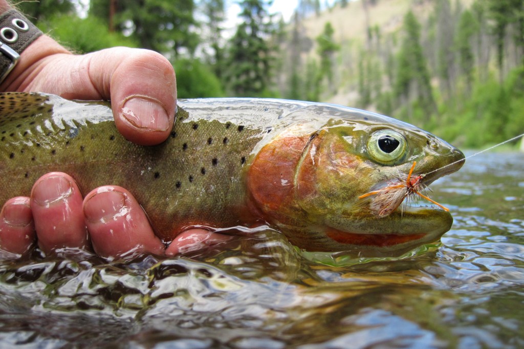 How to Roll Cast in 3 Steps: Fly Fishing's Simplest Hack