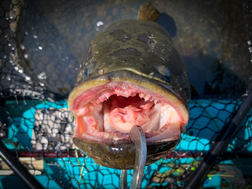 Snakehead Fish: The Invasive Species and Its Spreading Range