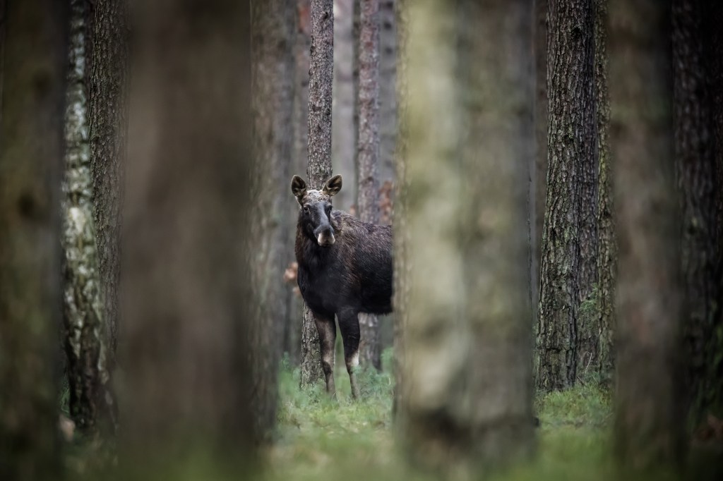 Are Moose Dangerous? What to Know to Avoid a Close Encounter