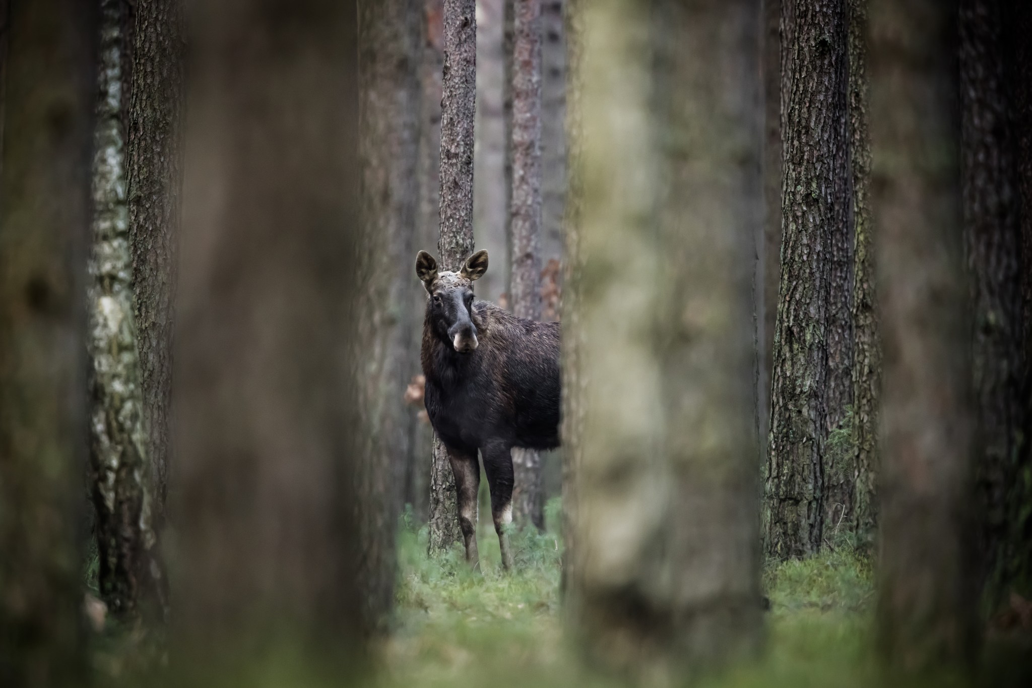 Are Moose Dangerous? What to Know to Avoid a Close Encounter
