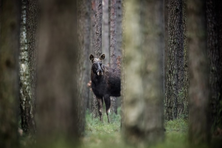 Are Moose Dangerous? What to Know to Avoid a Close Encounter