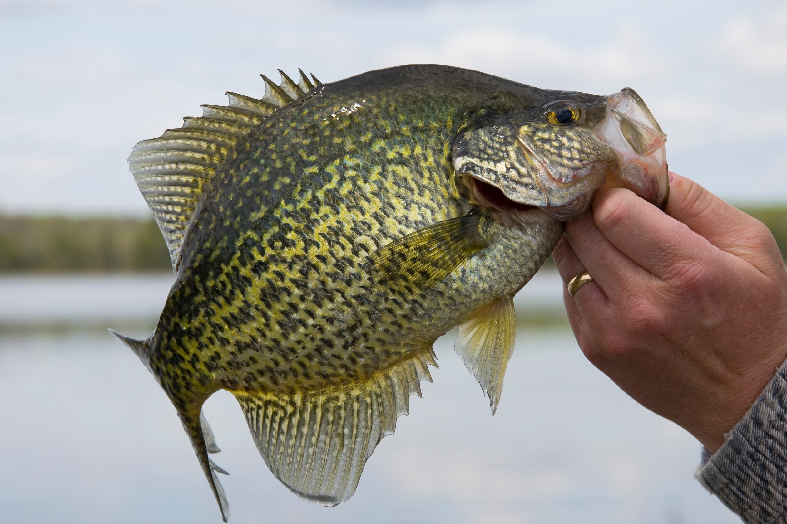 How to Fish For (and Catch!) Crappie, from a Seasoned Angler