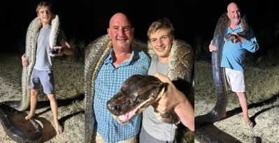 200-Pound Invasive Python Captured Crossing the Road in Florida