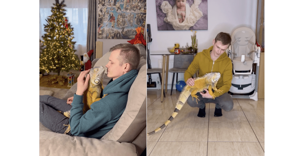 Video: This Iguana Getting Cuddles Is Peak Happiness - Wide Open Spaces