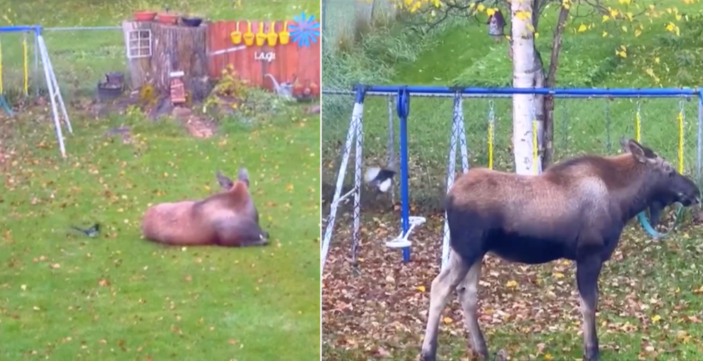 Watch a Magpie Taunt a Young Moose Trying to Relax in Hilarious Video