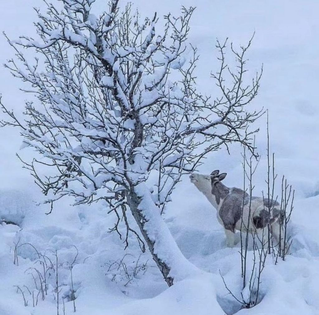 Piebald Moose Spotted in Norway