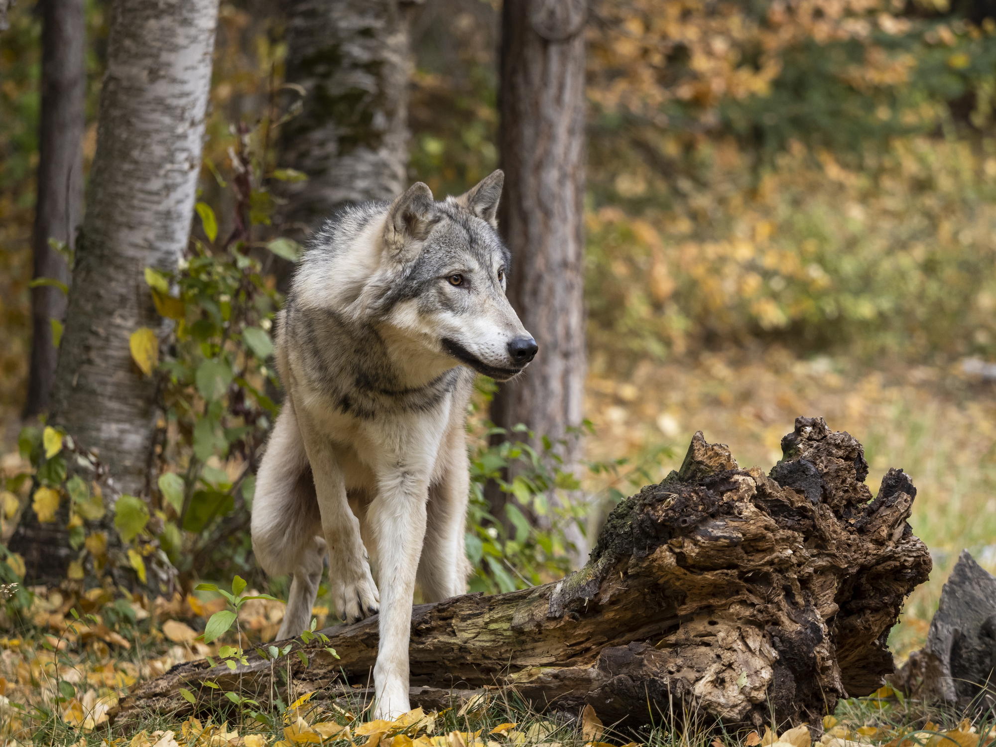 Five Wolves Reintroduced in Colorado, Thanks to Voters - Wide Open Spaces