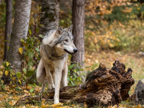 Five Wolves Reintroduced in Colorado, Thanks to Voters - Wide Open Spaces