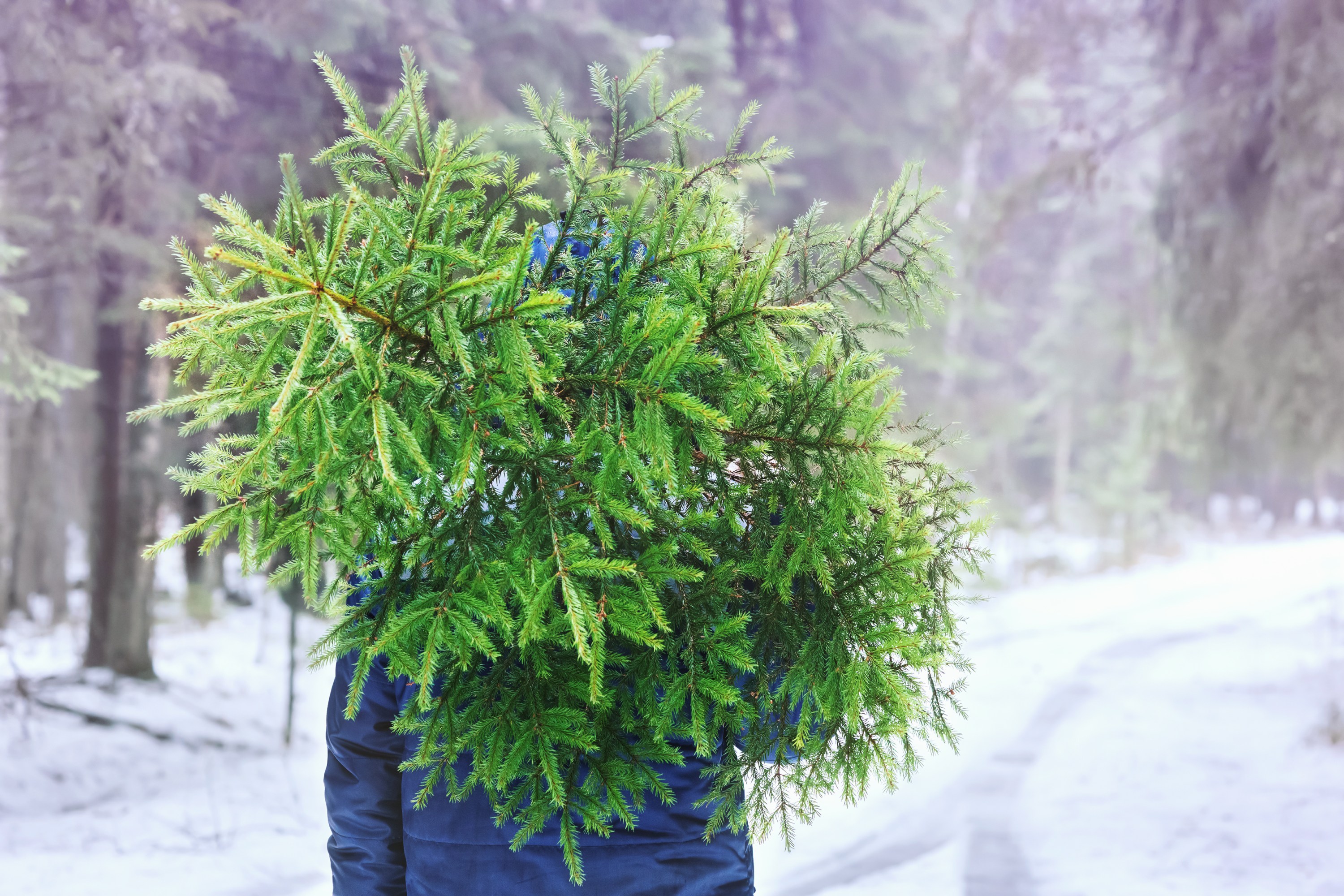 Why Cutting Down Your Own Christmas Tree Is Better