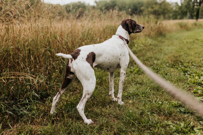 The Best Bird Hunting Dogs, According to Decades of Experience