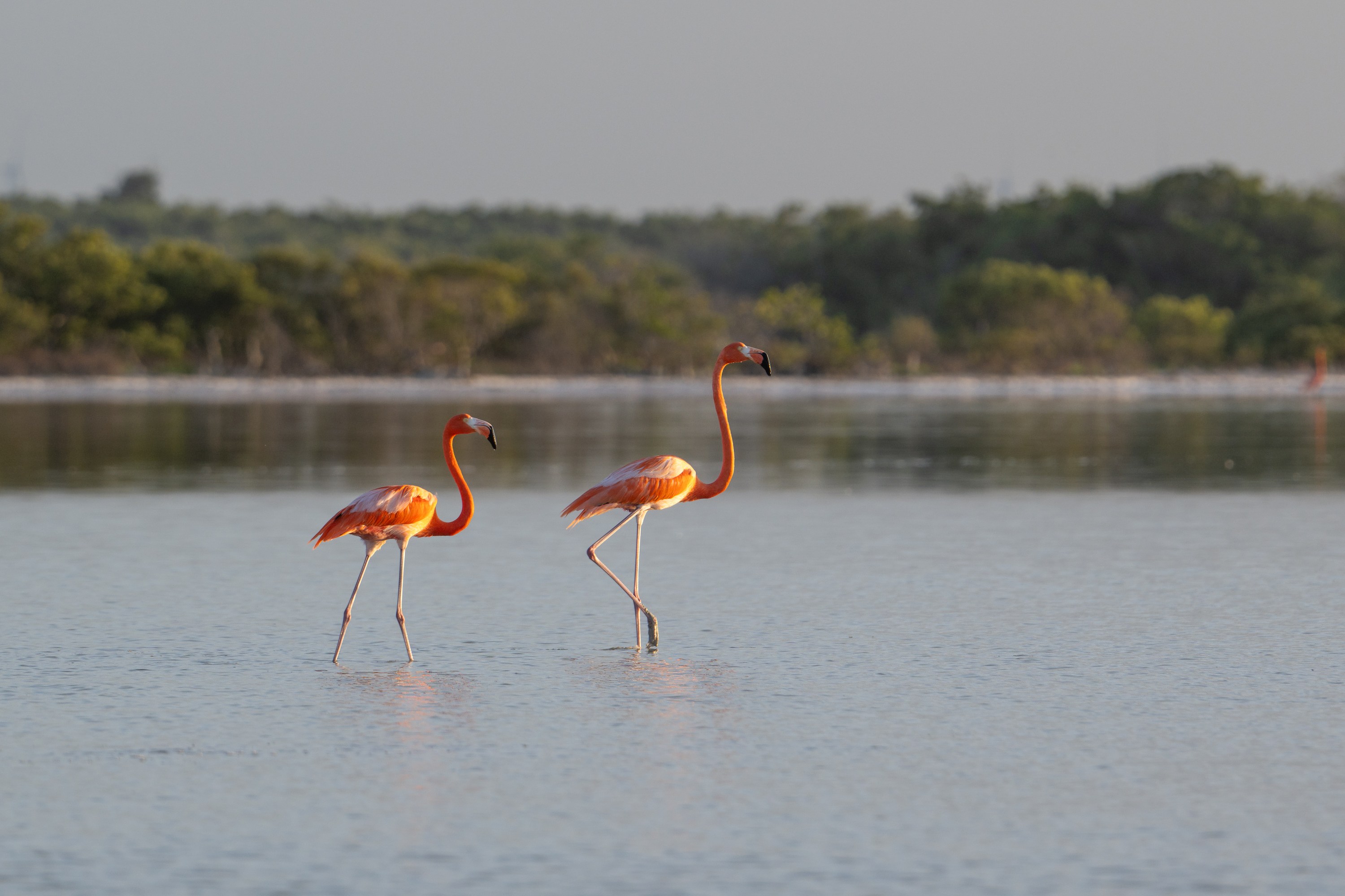 Why Are Flamingos Flocking to Wisconsin, Ohio, and Other States?