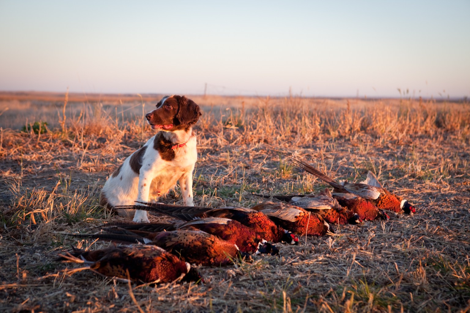 The Best Bird Hunting Dogs, According to Decades of Experience