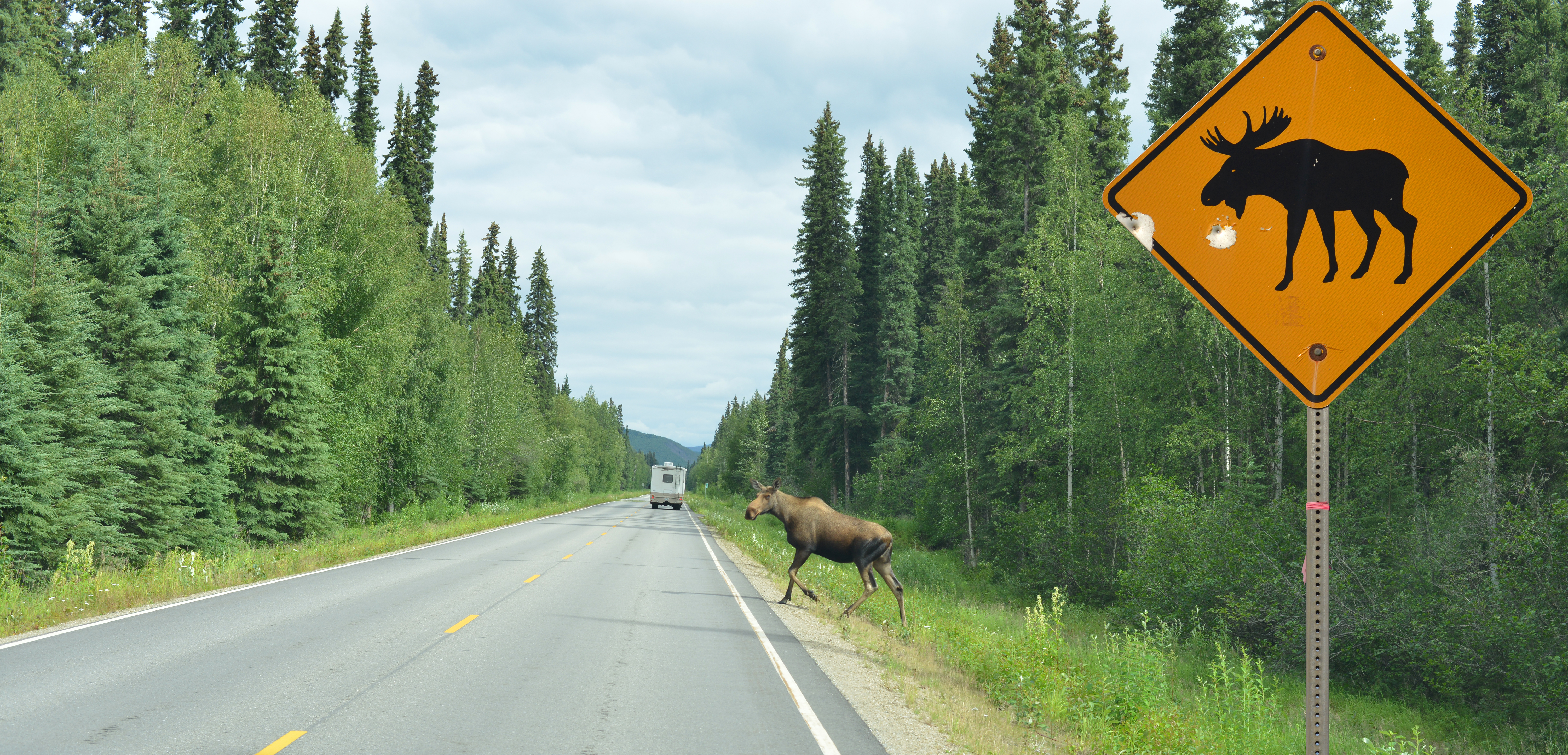 Free Moose Meat for Locals: Alaska's Roadkill Salvage Program