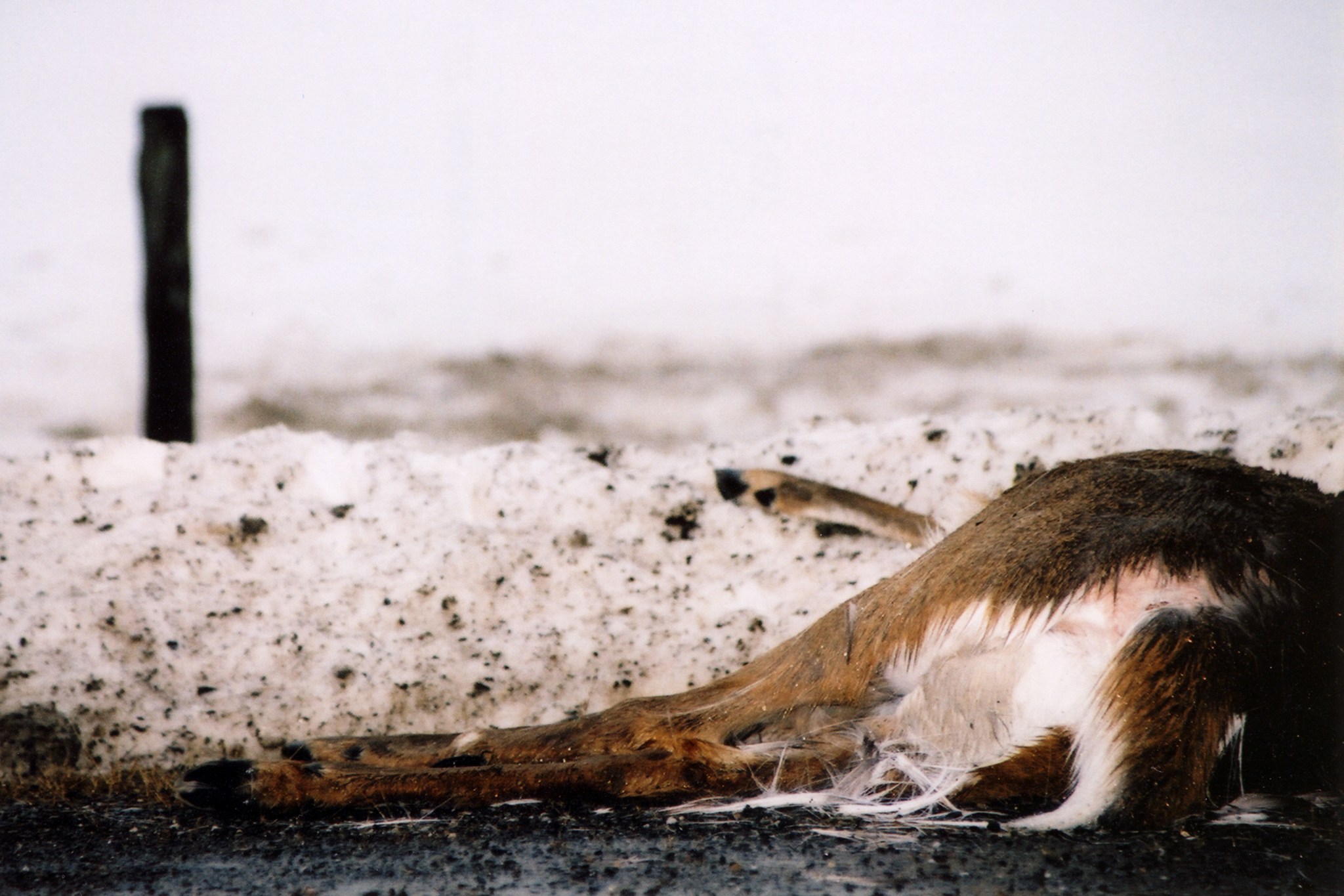 Free Moose Meat for Locals: Alaska's Roadkill Salvage Program