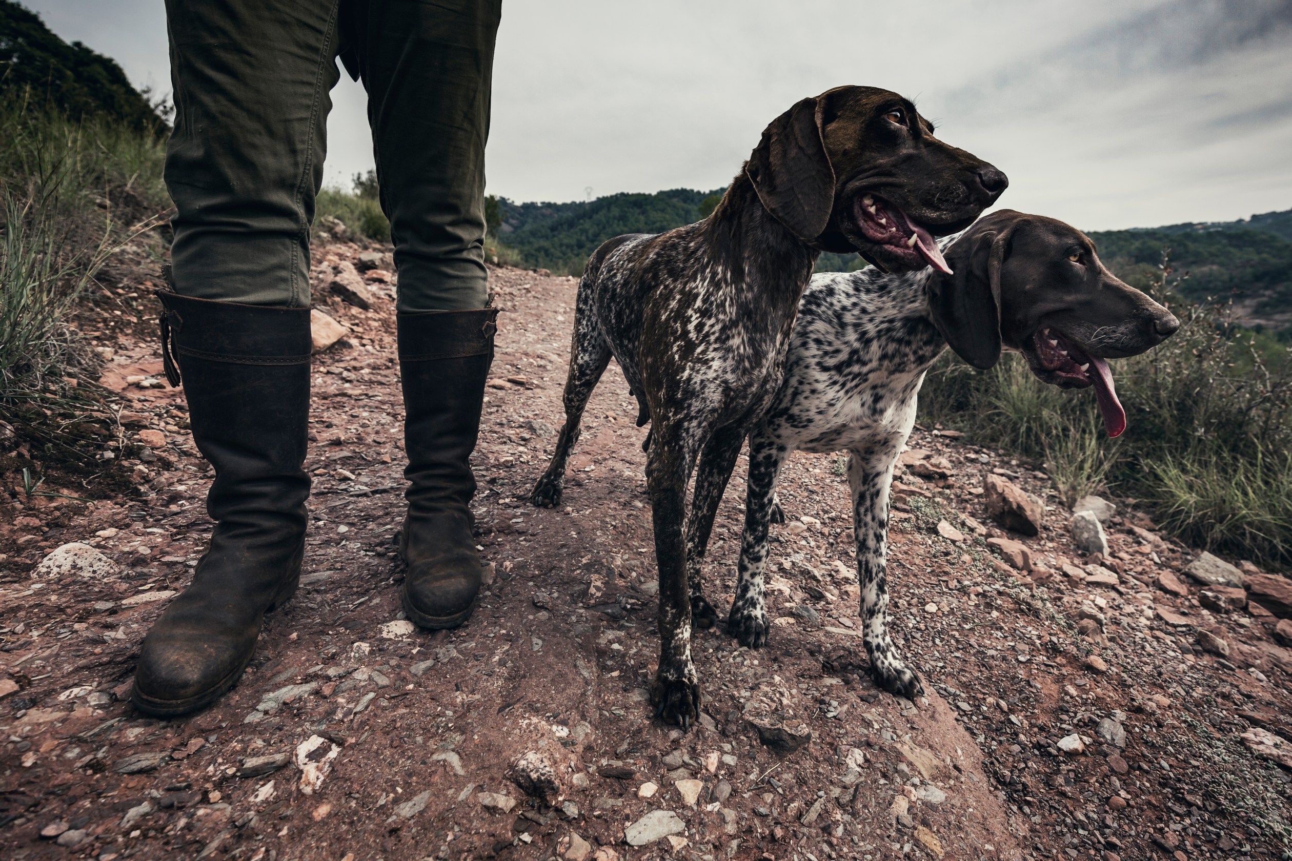 The Best Bird Hunting Dogs, According to Decades of Experience