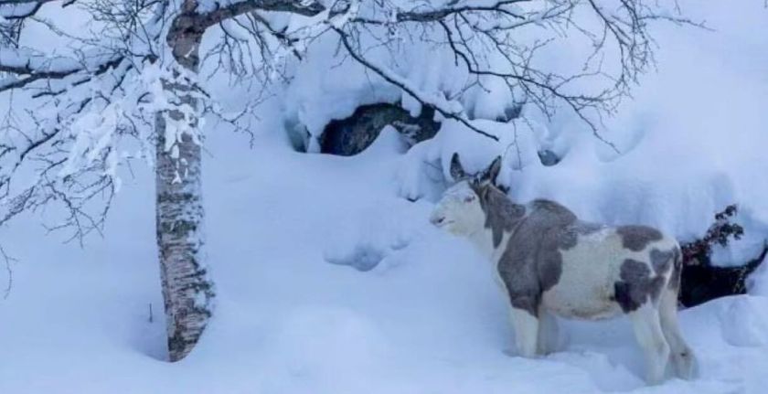 Piebald Moose Spotted in Norway