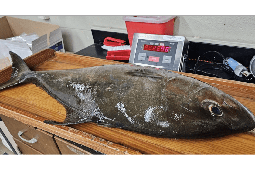 New State Fishing Record for Rare Species in North Carolina