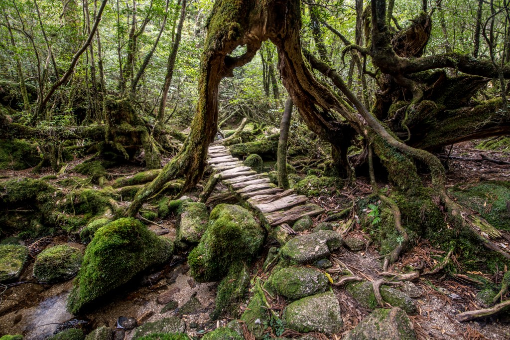 World's Oldest Forest Discovered in New York State
