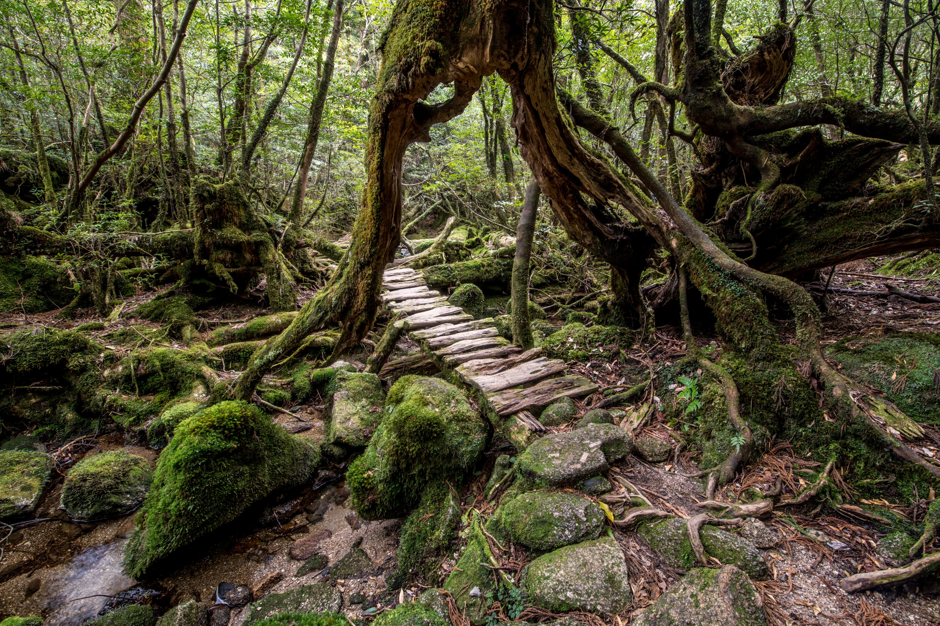 World's Oldest Forest Discovered in New York State