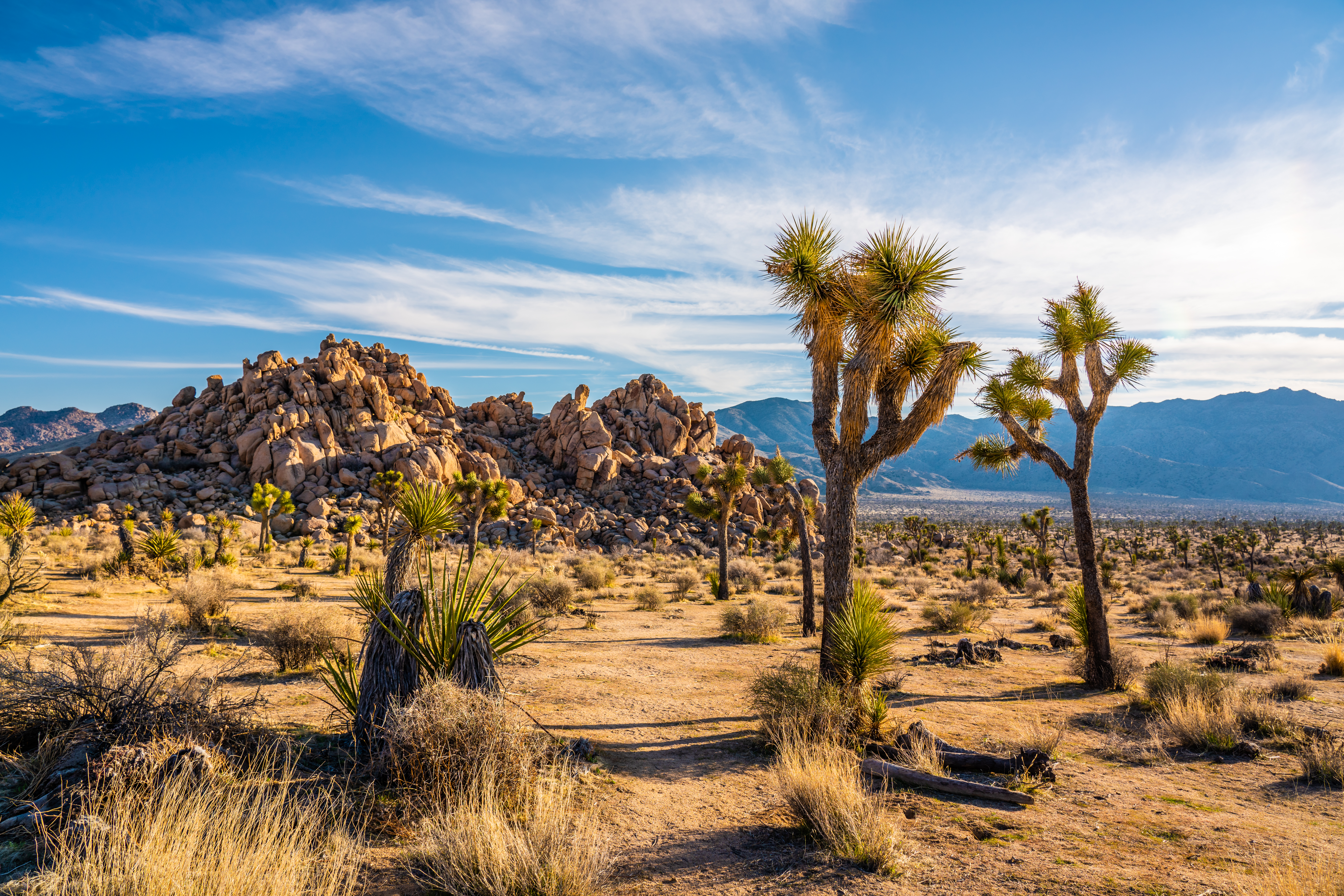 Human Remains with Backpack Found in Joshua National Park
