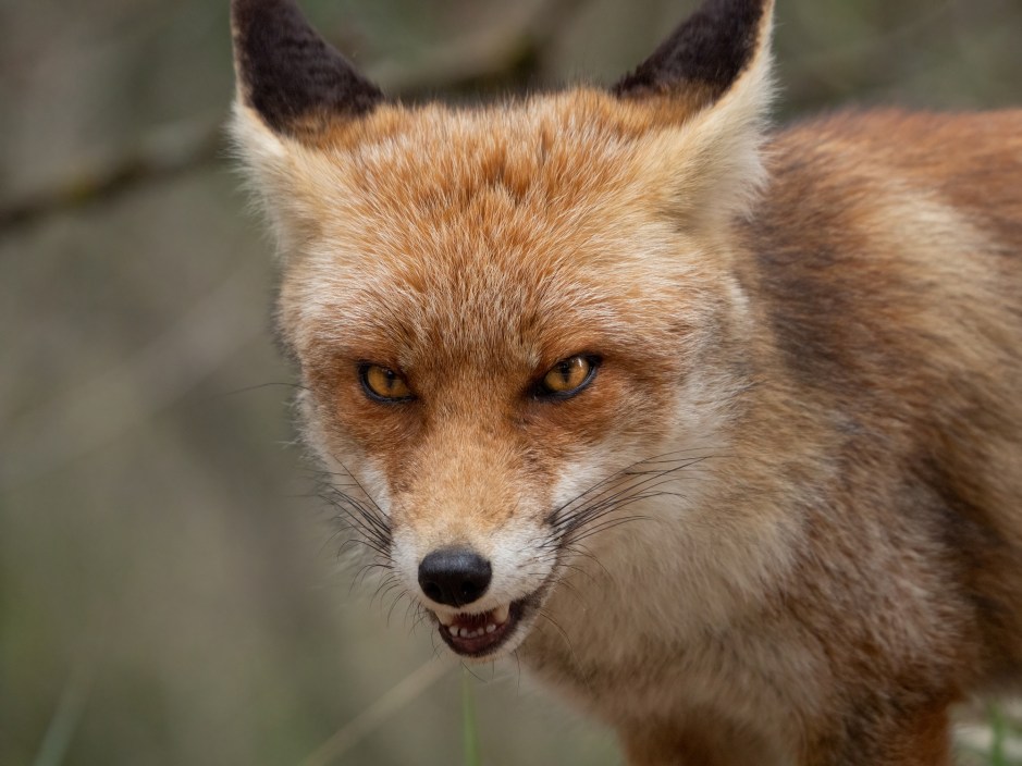 Did Rabies Cause a Bobcat Attack in Arizona's Saguaro NP?