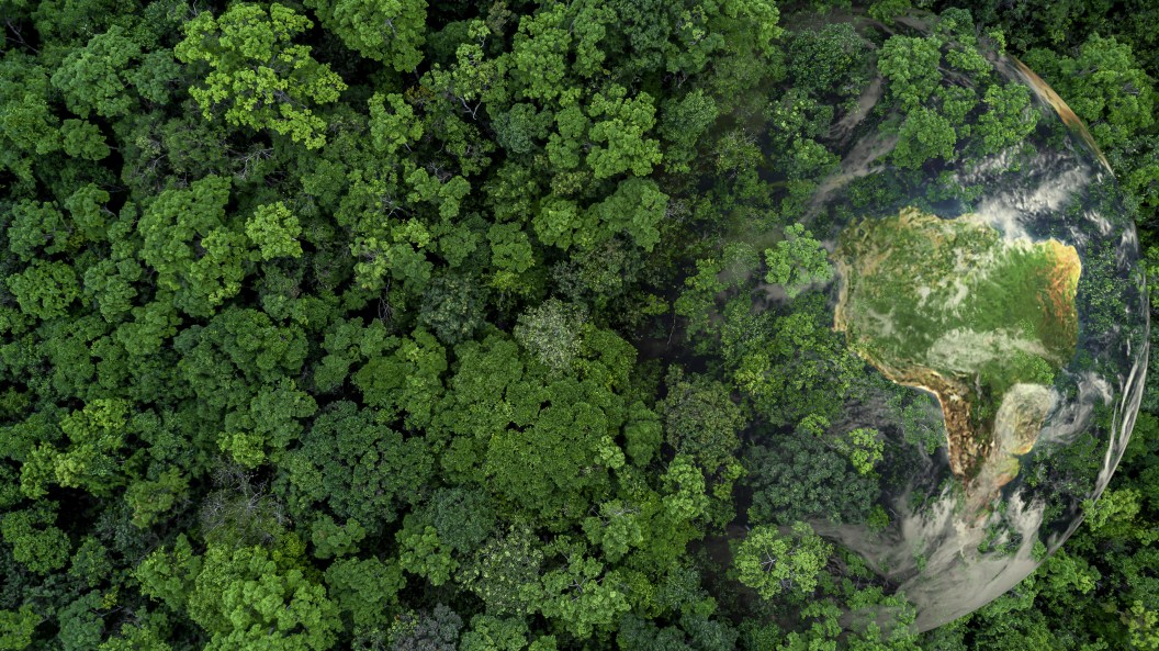 World's Oldest Forest Discovered in New York State